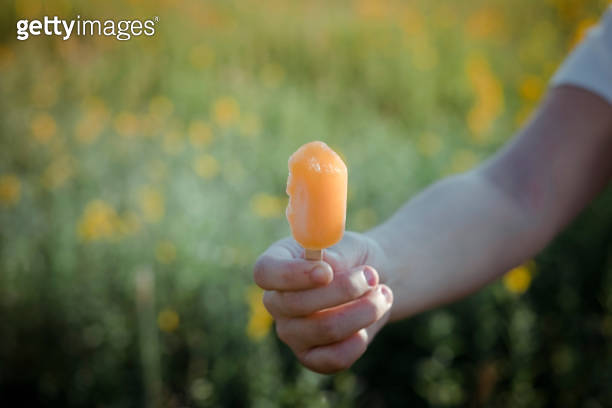 Woman's hands holding melting ice cream orange sherbet the summer ...