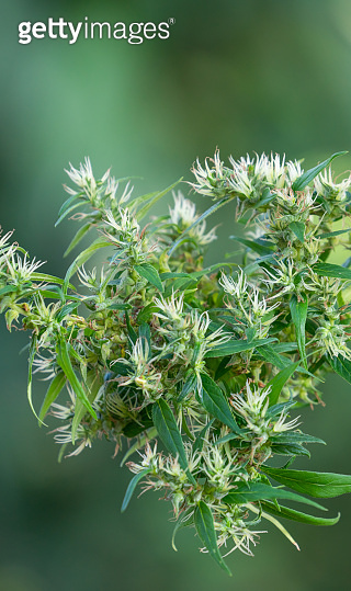 marijuana (Cannabis sativa) flowering ready to harvest 이미지 (1191223858 ...