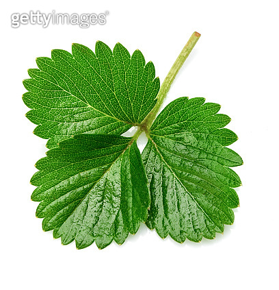 Green leaf berry strawberry. Part of fruity plant. 이미지 (1161761179 ...