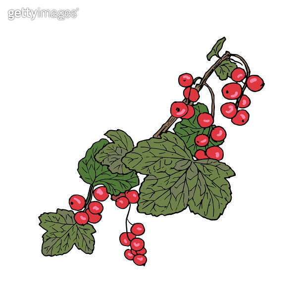 Ripe red currant branch with berries and leaves. Hand drawn Sketch ...