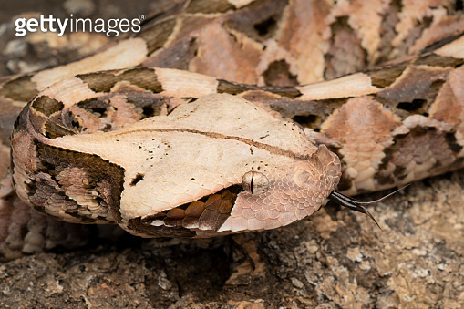 Closeup of a Juvenile Gaboon Viper (Bitis gabonica) with Forked Tongue ...