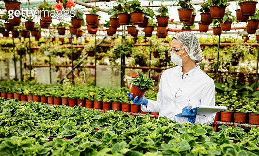 Quality control inspection in plant nursery. 이미지 (1155146981) - 게티이미지뱅크
