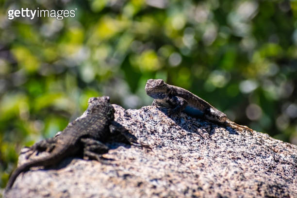 Two Blue bellied lizards (Sceloporus occidentalis) having a ...