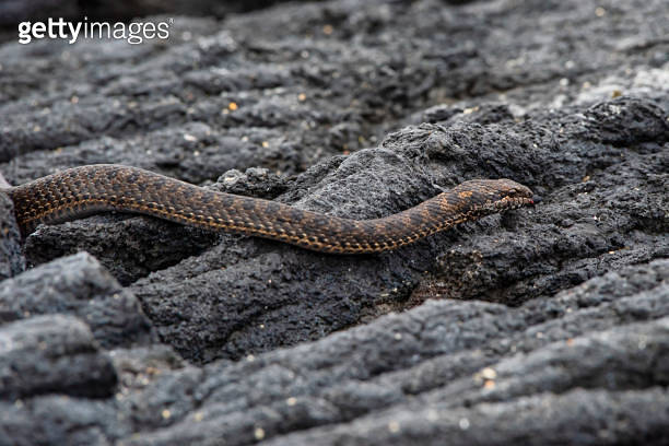 Endemic Galapagos Racer snake (Pseudalsophis biserialis) at Isabella ...