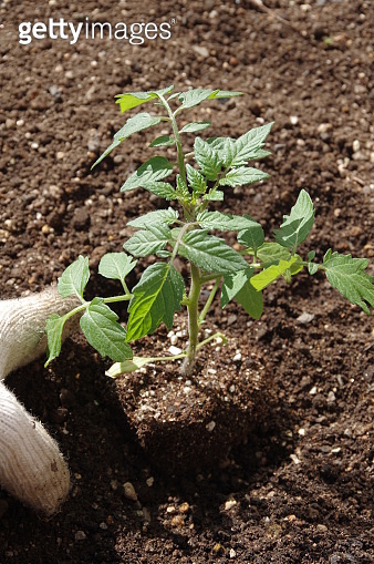 plant cherry tomato seedlings 이미지 (1143680390) - 게티이미지뱅크