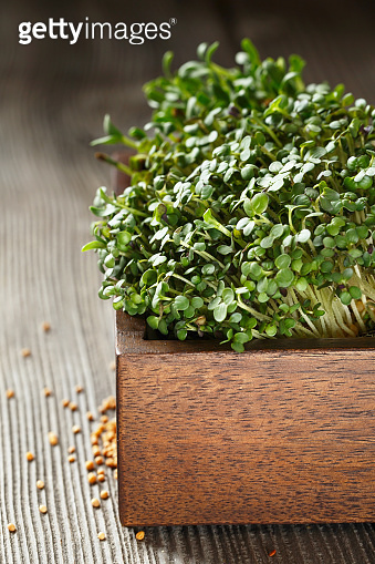 Close-up of Mustard Microgreens, green leaves and stems. Sprouting ...