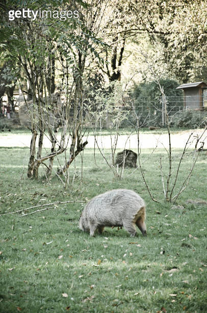 South American Capybara (Hydrochoerus hydrochaeris) - herbivorous ...