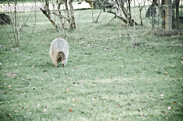 South American Capybara (Hydrochoerus hydrochaeris) - herbivorous ...
