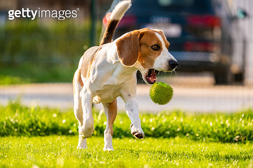 Beagle dog with a ball on a green meadow during spring,summer runs ...