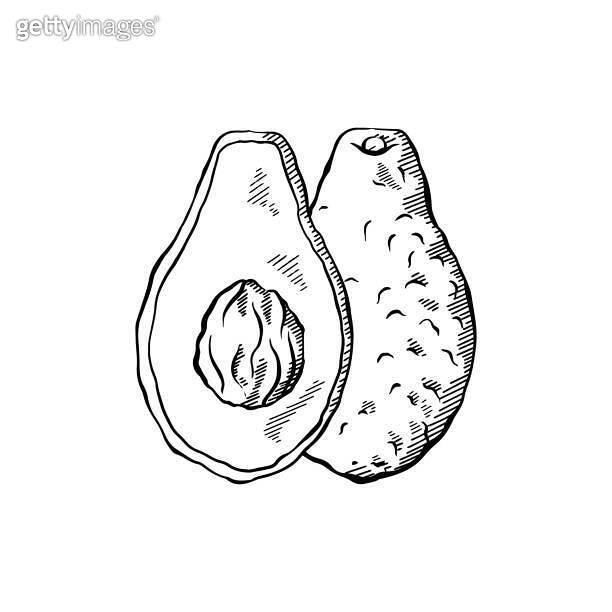 Sketch of avocados with hatching. Various elements of avocado slices ...