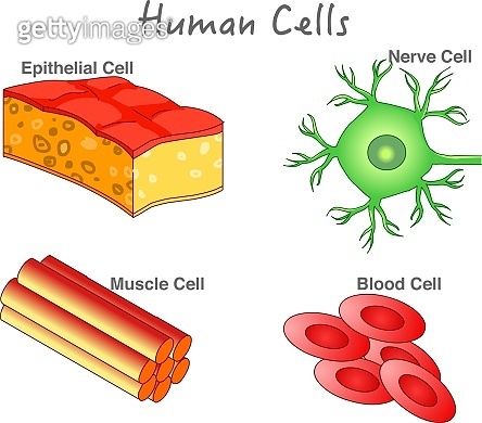 Human cells anatomy. Animal cells structure. Epithelial cell, Muscle ...