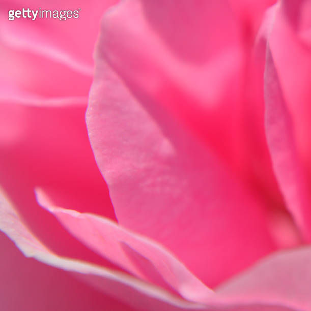 Backgrounds of fragile rose close up 이미지 (1155915231) - 게티이미지뱅크