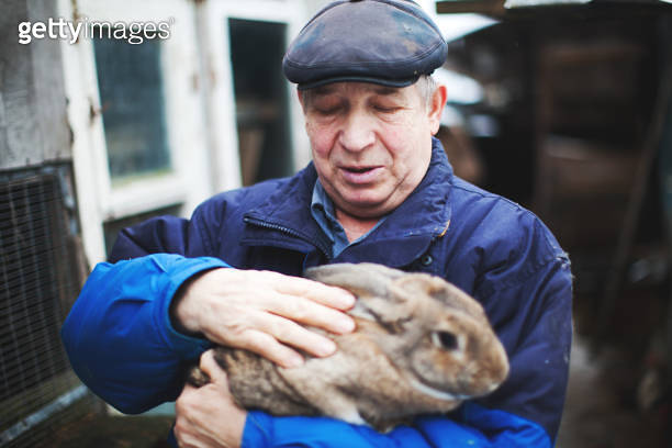 Russian Rabbit Breeder working at his farm 이미지 (1195038919) - 게티이미지뱅크