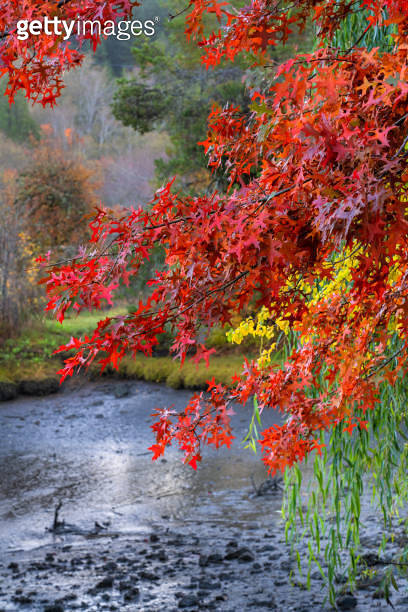 Red Oak Tree Leaves Along Mud Bay In Autumn 이미지 (1182731932) - 게티이미지뱅크