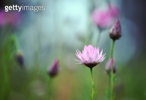 Moody single pink Australian native everlasting daisy, Xerochrysum ...