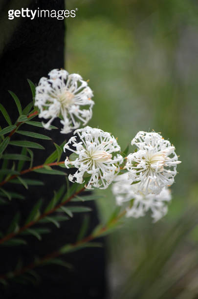 White flowers of Australian native Slender Rice Flower, Pimelea ...