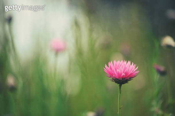 Single pink Australian native everlasting daisy, Xerochrysum bracteatum ...
