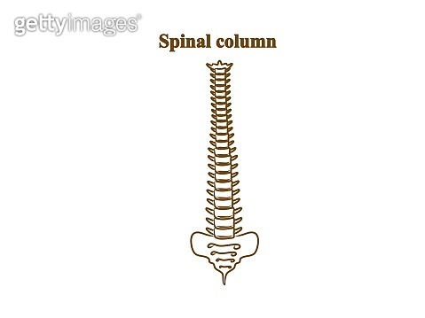 Spinal column. Graphic illustration. Hand drawing, contour of symbol ...