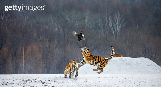 Siberian (Amur) tiger in a jump catches its prey. Very dynamic shot ...