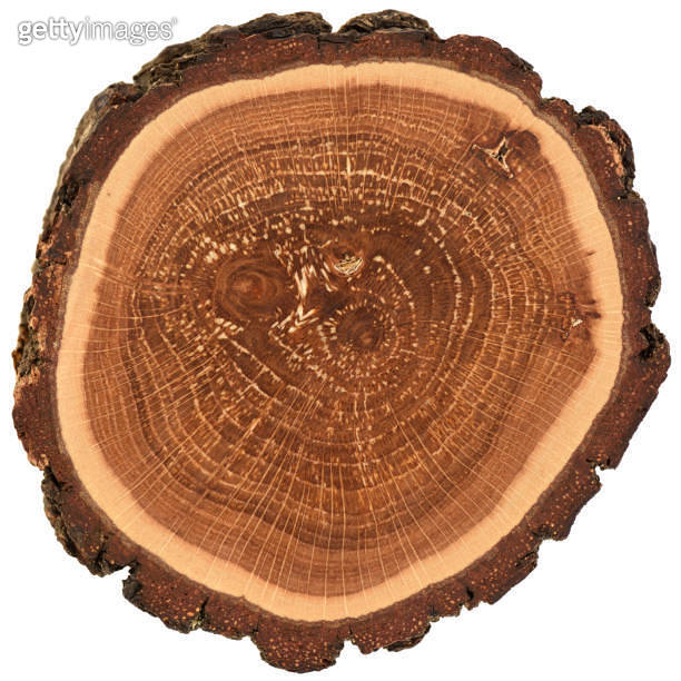 Irregular shape wood slab with bark and tree growth rings. Colorful oak ...