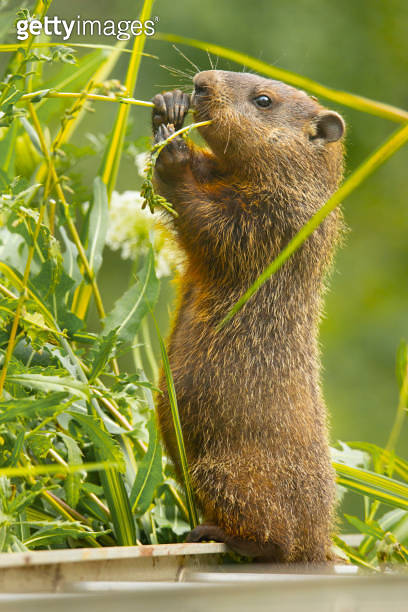 Cute chubby groundhog eating his greens. (1178293986) - 게티이미지뱅크