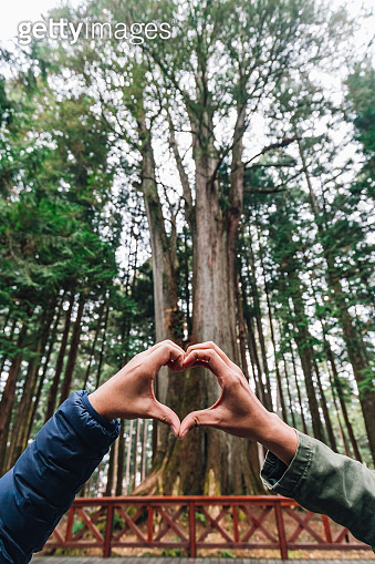 Hands Making Heart Shape in front of thousand year cypress in Alishan ...