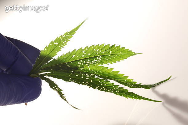 spider mite medical marijuana cannabis plant pests 이미지 (1168561562 ...