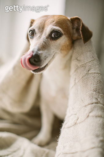 Funny Licking smiling dog with sly suspicious eyes. Covered with beige ...