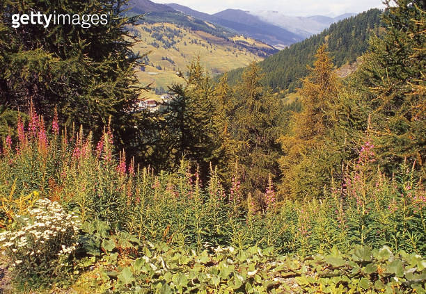 france alps provence haute alpes mountains shot on film 이미지 (1187107406 ...