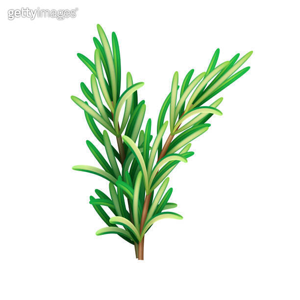 Realistic fresh rosemary herb. Isolated vector element for advertising ...