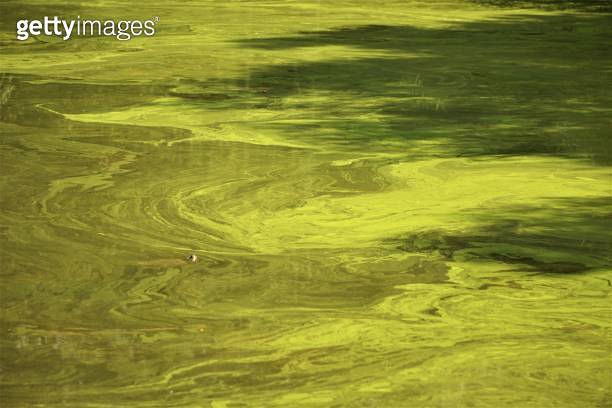 Background texture of polluted water with green algae (1166865237) - 게티 ...