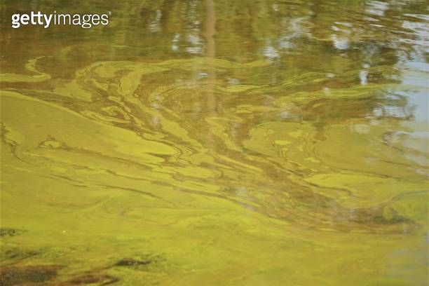 Background texture of polluted water with green algae (1166865242) - 게티 ...