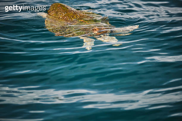 Wild loggerhead turtle diving from the surface of the water off Cook ...