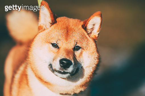 Close Up Head Snout Of Beautiful Young Red Shiba Inu Dog Outdoor 이미지 ...