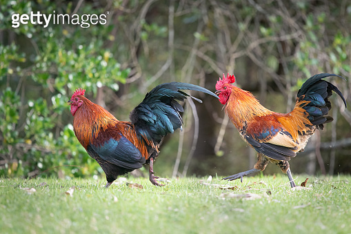 Two wild roosters fighting and running in the Western Spring park in ...