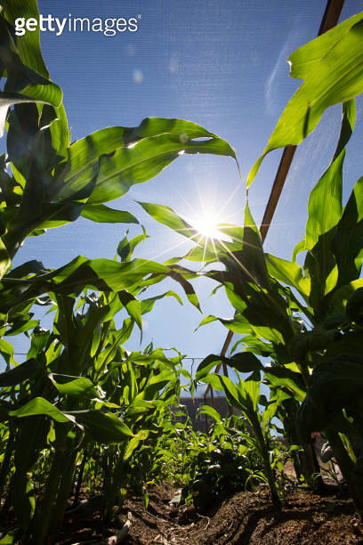 A healthy young corn crop growing in a small scale shade netted ...