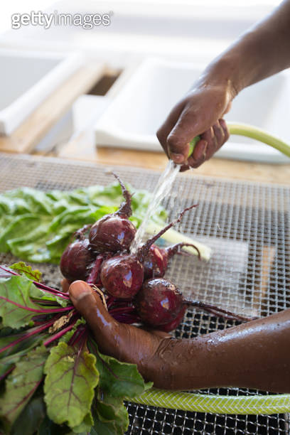 A man washing a freshly harvested bunch of organically grown beets 이미지 ...