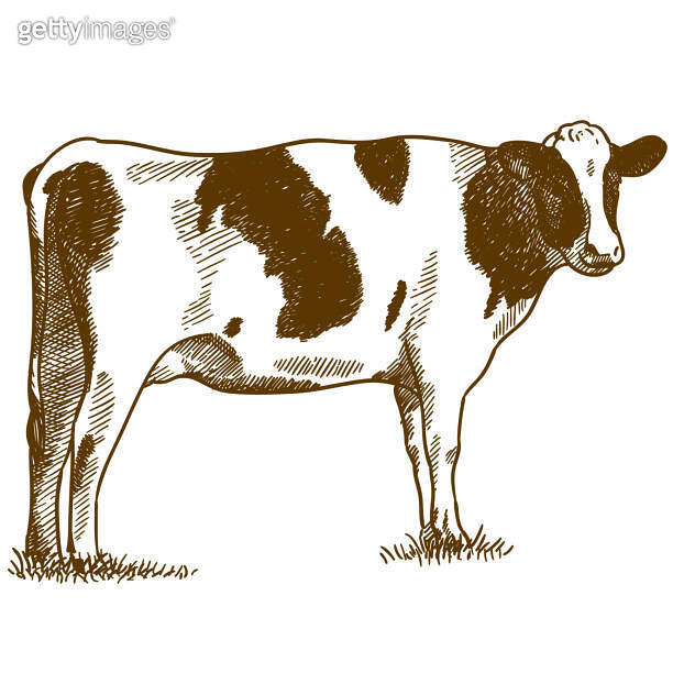 engraving drawing illustration of spotted cow 이미지 (1128539966) - 게티이미지뱅크