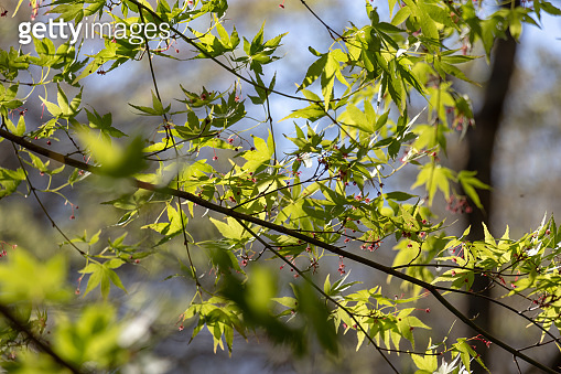 Fresh green Izumi nature park Chiba prefecture Wakaba ward, Chiba ...