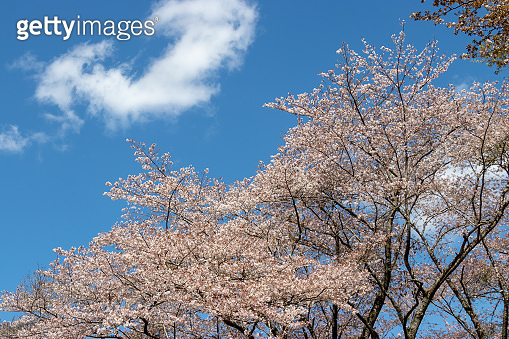 Cherry Blossoms in Izumi Nature Park, Wakaba Ward, Chiba City, Chiba ...