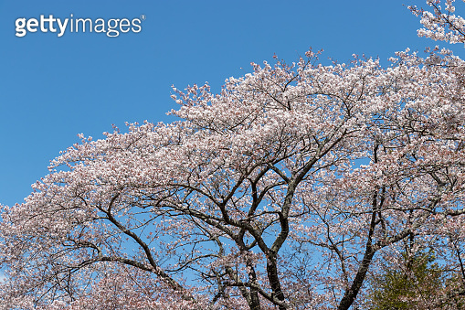 Cherry Blossoms in Izumi Nature Park, Wakaba Ward, Chiba City, Chiba ...