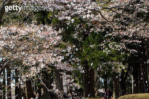 Cherry Blossoms in Izumi Nature Park, Wakaba Ward, Chiba City, Chiba ...
