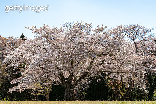 Cherry Blossoms in Izumi Nature Park, Wakaba Ward, Chiba City, Chiba ...