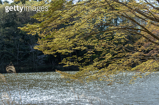Fresh green Izumi nature park Chiba prefecture Wakaba ward, Chiba ...