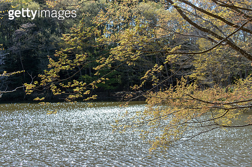 Fresh green Izumi nature park Chiba prefecture Wakaba ward, Chiba ...