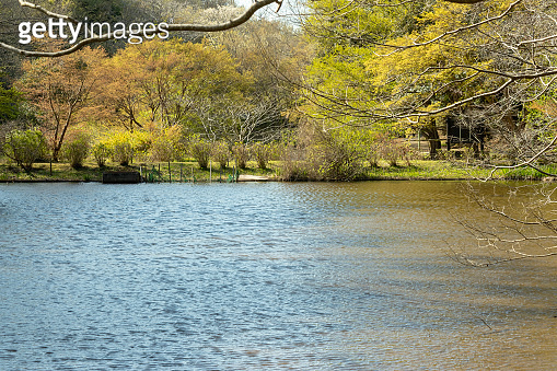 Fresh green Izumi nature park Chiba prefecture Wakaba ward, Chiba ...