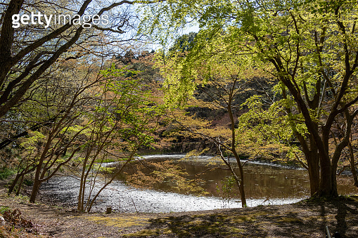Fresh green Izumi nature park Chiba prefecture Wakaba ward, Chiba ...