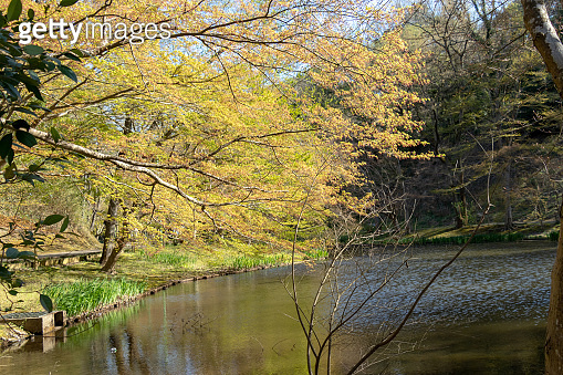 Fresh green Izumi nature park Chiba prefecture Wakaba ward, Chiba ...