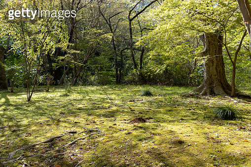 Fresh green Izumi nature park Chiba prefecture Wakaba ward, Chiba ...