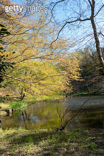 Fresh green Izumi nature park Chiba prefecture Wakaba ward, Chiba ...